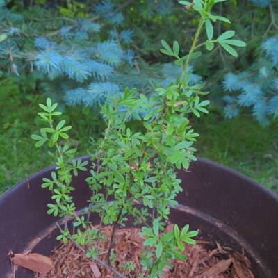 Chaenomeles Speciosa spitfire Flowering Quince Flowering Shrubs/plants ...