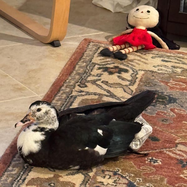 High Quality ORIGINAL - Duck Chicken Goose Diaper Harness - Adjustable ...