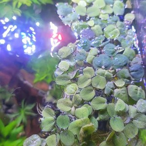 Red Root Floater, Phyllanthus Fluitans, Live Aquarium/floating/pond/aquatic Plant, Aquascaping ...