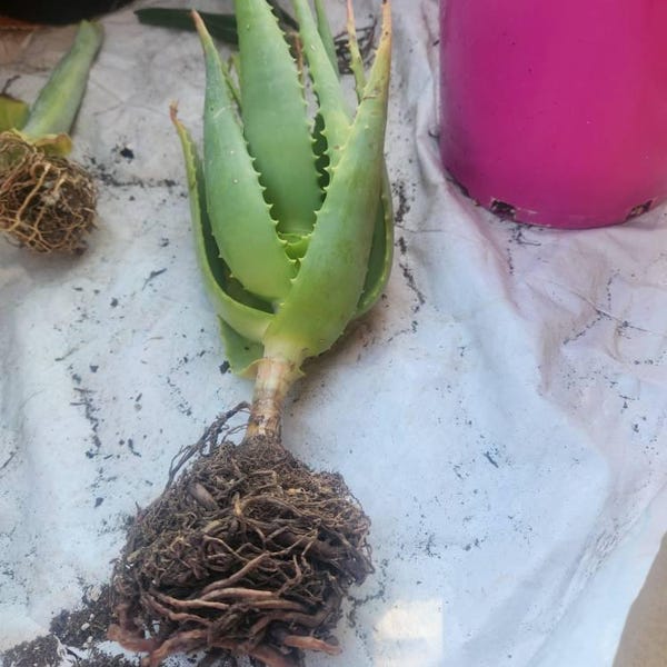 Agave Colorata (mescal Ceniza) - Rare Agave Growing in a 4” Pot Fully ...