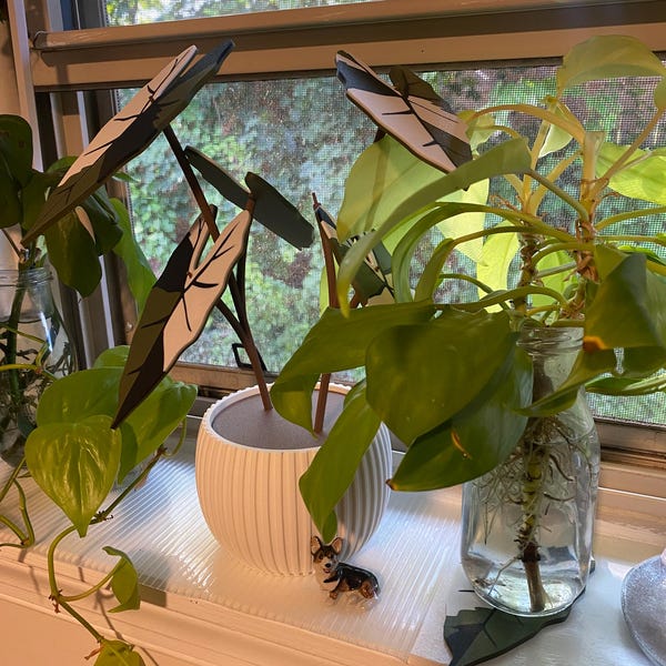 Coaster Plant Set for Drinks Decoration Plant Variegated Leaves ...