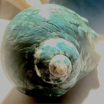 CARDIUM PESODOLIMA Sea Shell Trinket Box - Etsy