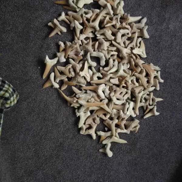 Wholesale Lot of 1000+ Fossil Shark Teeth Morocco - Etsy