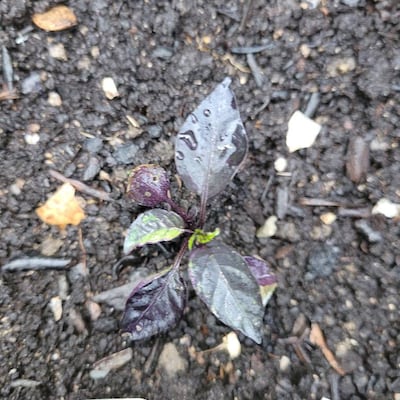 Gothic Purple Flash Variegated Hot Pepper Seeds, Organic Capsicum ...