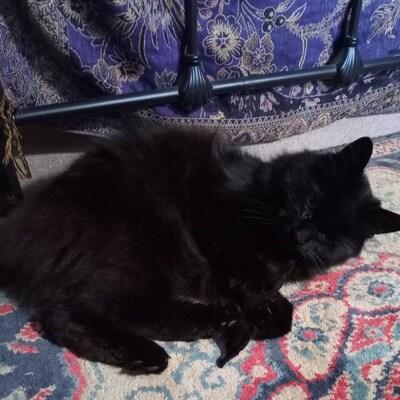 Magical Purple Moon Cat Toy With White Embroidered Stars - Etsy