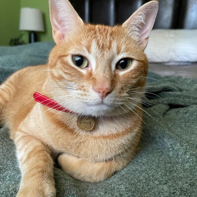 NICO Small: Luxury Hand Stamped Personalized Custom Pet ID Tags for ...