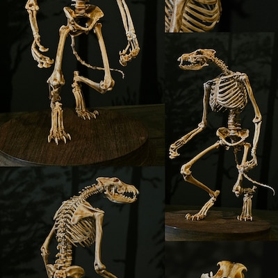 Werewolf Skeleton, Curiosity Cabinet - Etsy