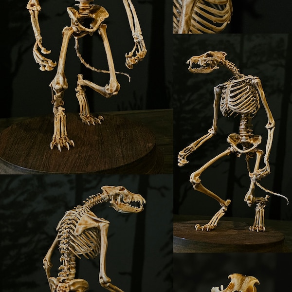 Werewolf Skeleton, Curiosity Cabinet - Etsy