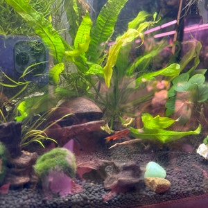 Roly Poly Guacamole Unisex Jersey Short Sleeve Tee Isopod - Etsy