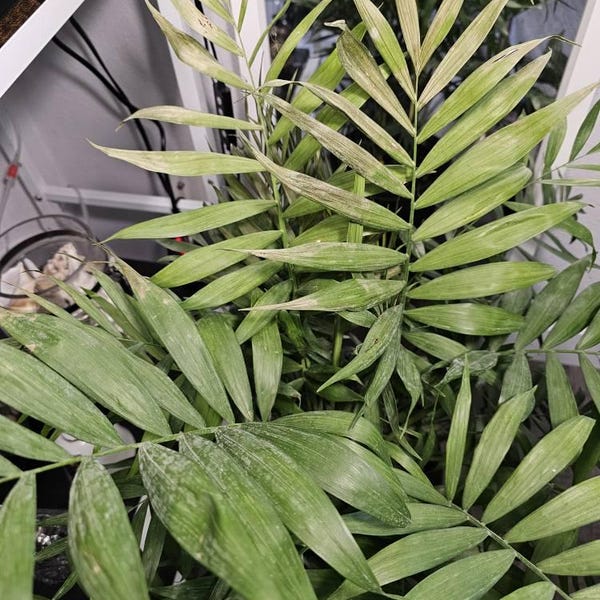 Parlor Palm - Neanthe Bella Palm | Home and Office Decor | Indoor ...