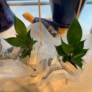 Golden Brush Dwarf Ginger Burbidgea Schizocheila - Etsy