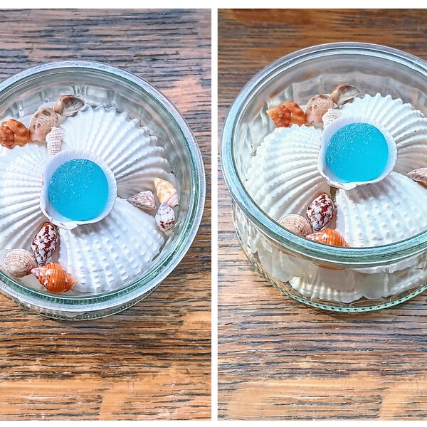 Seashells 100 Pk Miniature Conch Shells for Zen Garden, Terrarium or ...