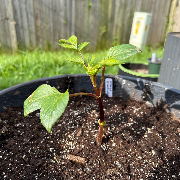 Starter Plant Thanksgiving/ Holiday Cactus "limelight Dancer" in a 3 ...