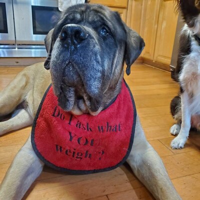 St Bernard Dog Bib ,large Drool Bib, Slobber Dog Bib , Large Breed Dog ...