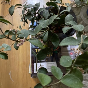 Aloe white Fox Succulent Low Maintenance Plant - Etsy