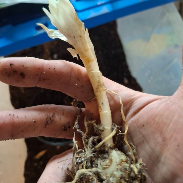 Starter Plant Thanksgiving/ Holiday Cactus "limelight Dancer" in a 3 ...