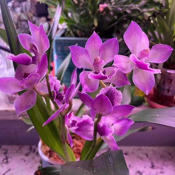 Paphiopedilum Lady Isabel. Blooming Size Multifloral Paphiopedilum ...