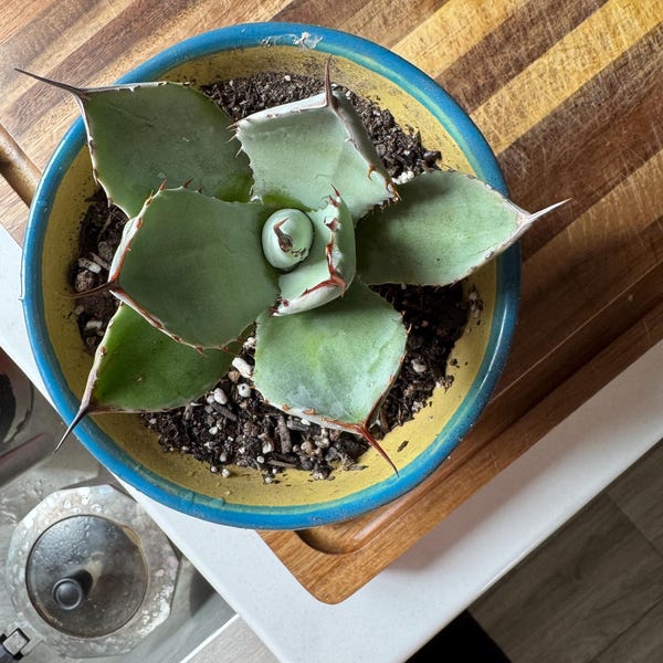 Aloe Hybrid: Raspberry Ruffles Plant 6" to 8" Wide Easy to Grow ...