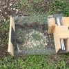 Original Deluxe Repeating Sparrow Trap (full Copyright Directions ...