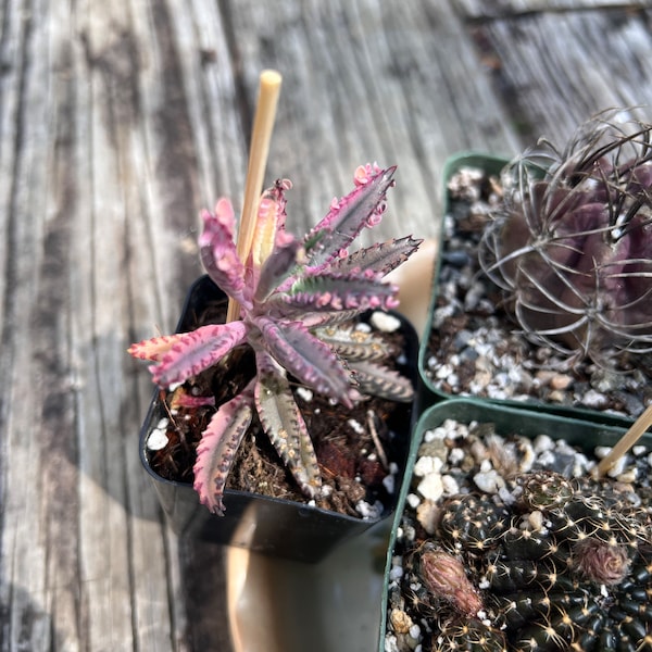 Spider Web Cactus, Black Cactus, Lobivia Arachnacantha, Live Plant in 3 ...