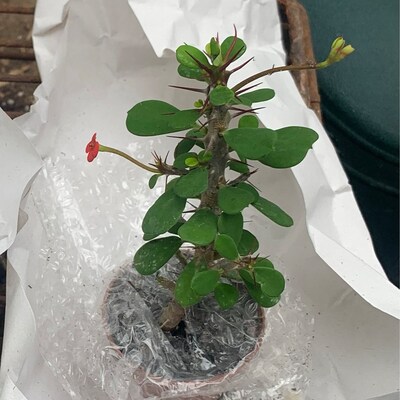 Dwarf Crown of Thorns Red Form euphorbia Milii Imperatae - Etsy