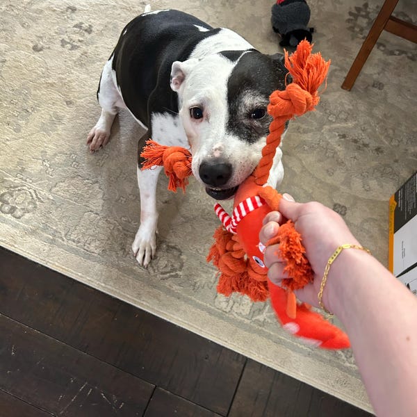 Lobster Dog Snuffle Toy With Squeaker, Pet Snuffle Mat, Dog Enrichment ...