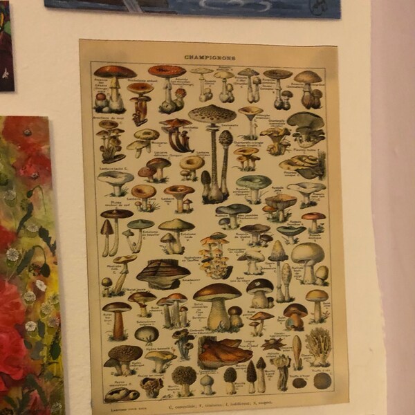 Vintage Wall Posters | Animals and Insects Wall Pictures | Mushrooms ...