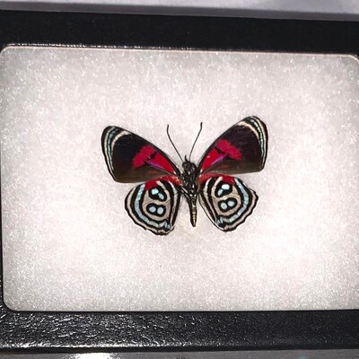 Callicore Kolyma One Real Butterfly Red White Verso Peru - Etsy