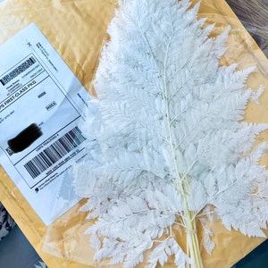 Preserved Fern, Bleached Leather Leaf, 10 Stems Preserved Soft and ...