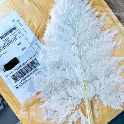 Preserved Fern, Bleached Leather Leaf, 10 Stems Preserved Soft and ...