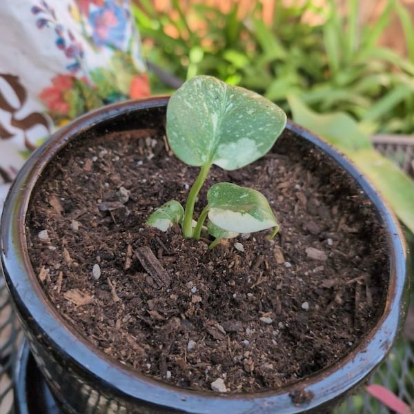 Philodendron Birkin Galaxy Starter Plant ALL STARTER PLANTS Require You ...