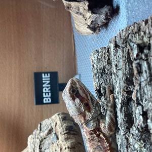 Reptile Climbing Ramp, Bearded Dragon Basking Platform, Rock Wall ...