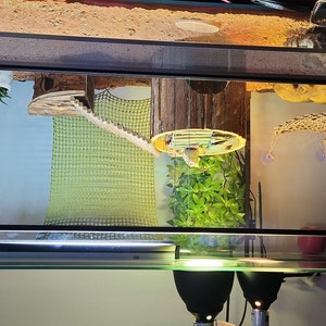 Reptile Climbable Wall Climbing Wall for Reptiles Reptile Climbable ...