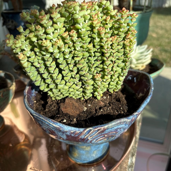 Echeveria 'red Coral' , Rare Live Succulent - Etsy