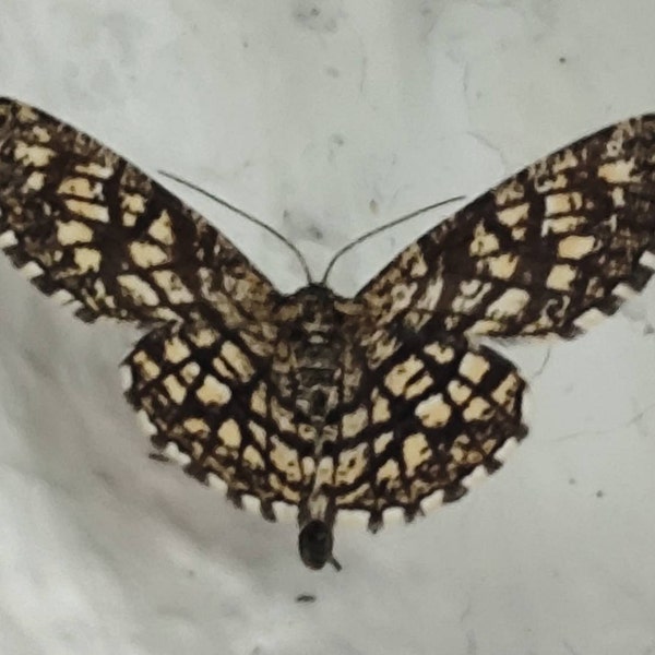 LAFC Pin Crest Mexico Eagle Flag Bandera Aguila Jacket Vest Hat Shirt ...