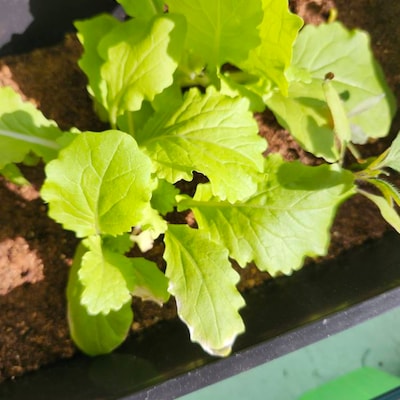 Cucamelon Seeds Heirloom, Open Pollinated, Non GMO Grow Indoors ...
