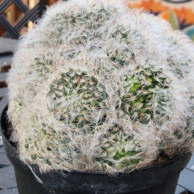 6 Mammillaria Bocasana Clumping Cactus Rare Succulent Live Cacti Plant ...