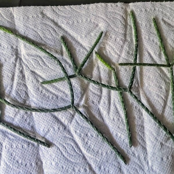 Variegated Prickly Pear Pads, Rare Plant - Etsy