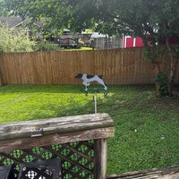 Dancing Fool Robot Automaton - Etsy UK