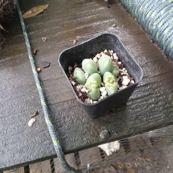 Mini Greenhouse | Acrylic Clear Plant Propogation Box - Etsy