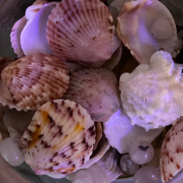Natural Seashells, Natural Sea Shells, Natural Shells, Craft Seashells ...