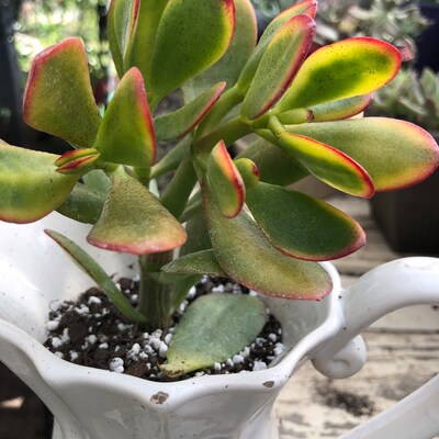 Aeonium 'voodoo' Giant Red Aeonium Succulent Plant - Etsy