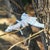 Water Dragon Crochet Pattern ilu Navi - Etsy