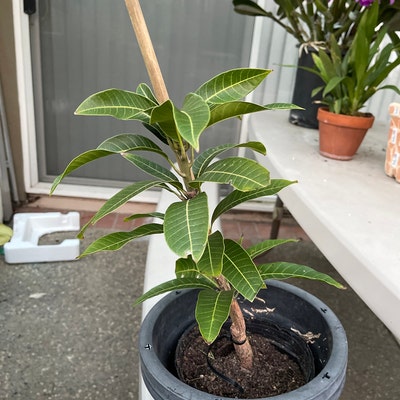 Indian Mango Kesar Tree Grafted One of the Best Mango in the World - Etsy