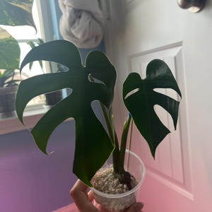 Albo Monstera Deliciosa Variegated white Tiger Kunzo Lineage USA Seller ...