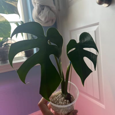 Albo Monstera Deliciosa Variegated white Tiger Kunzo Lineage USA Seller ...