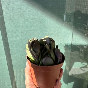 Weeping Jade, Trailing Jade, Variegated Succulent, Home Decor Plant ...