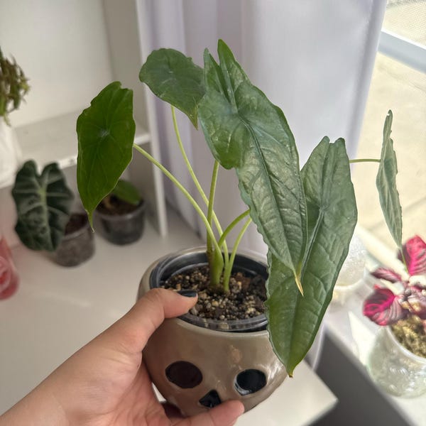 Alocasia “tiny Dancer” Starter Plant (ALL STARTER PLANTS Require You to ...