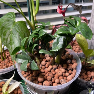 Zz Zenzi Plant zamioculcas Zamiifolia 4 Pot ALL PLANTS - Etsy