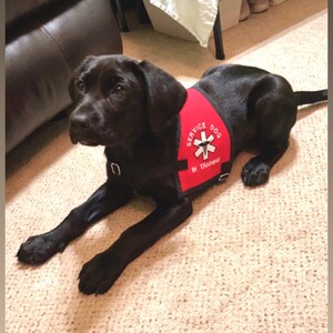 Emotional Support Cat Vest | Etsy